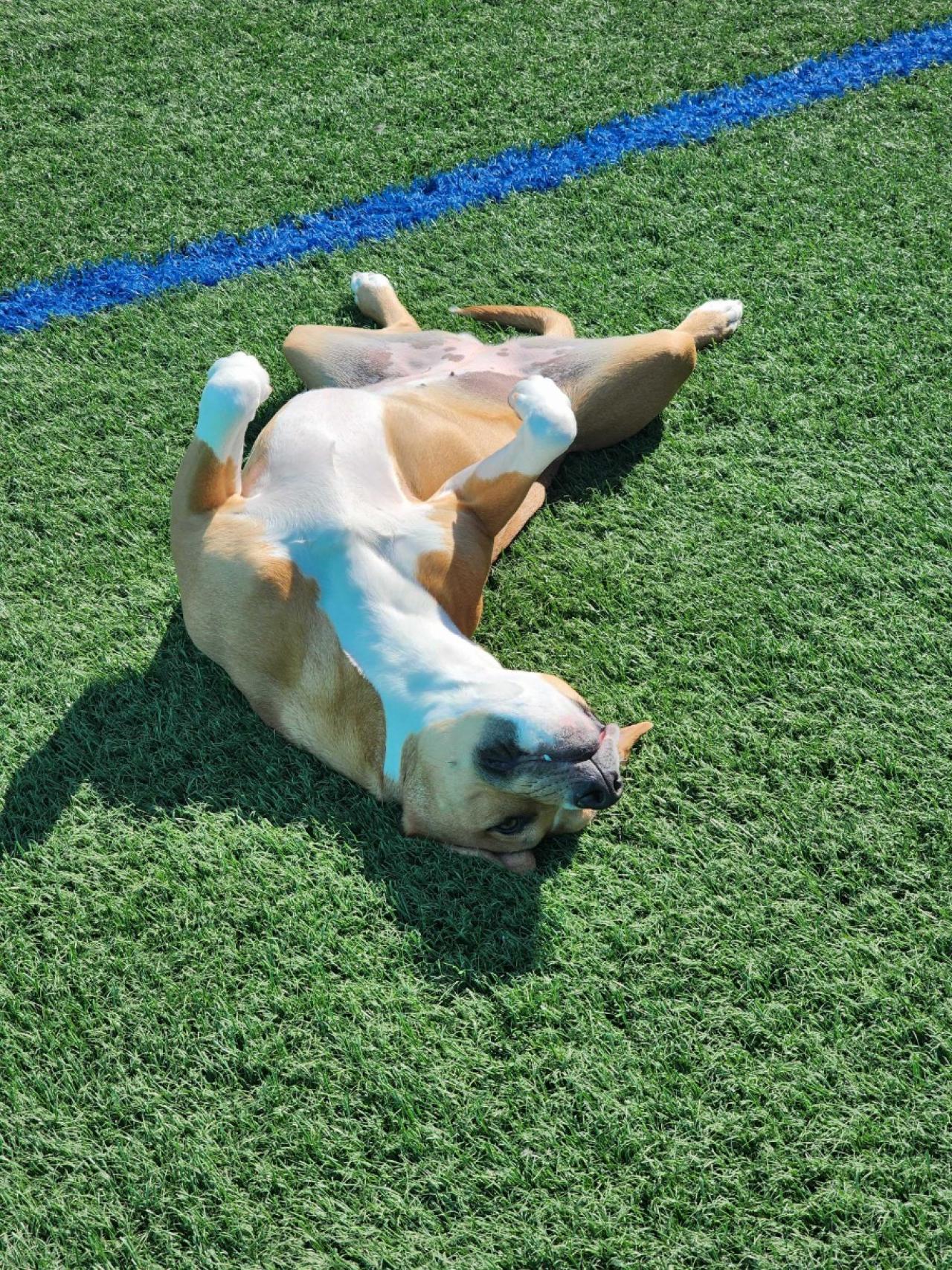 Urban Tails | Paw Partner