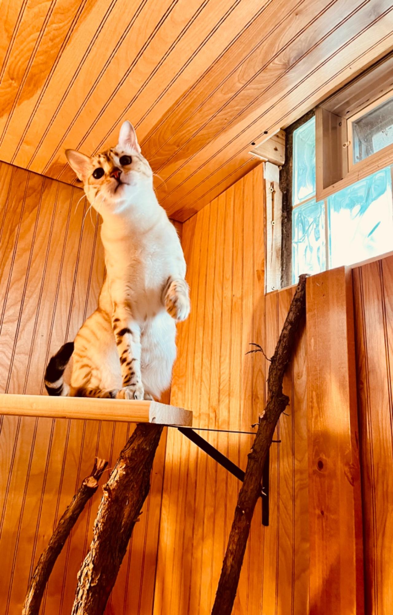 Tiny Tails Lodge | Paw Partner