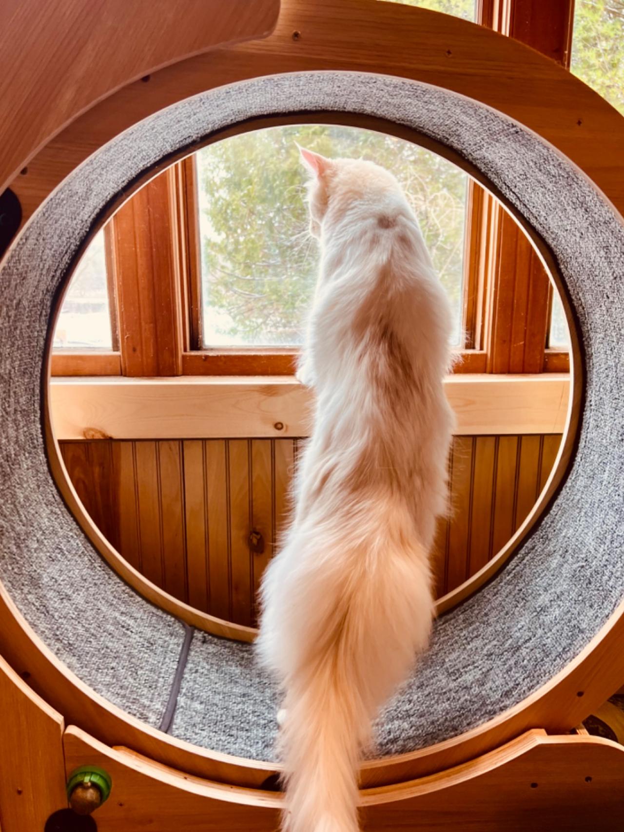 Tiny Tails Lodge | Paw Partner