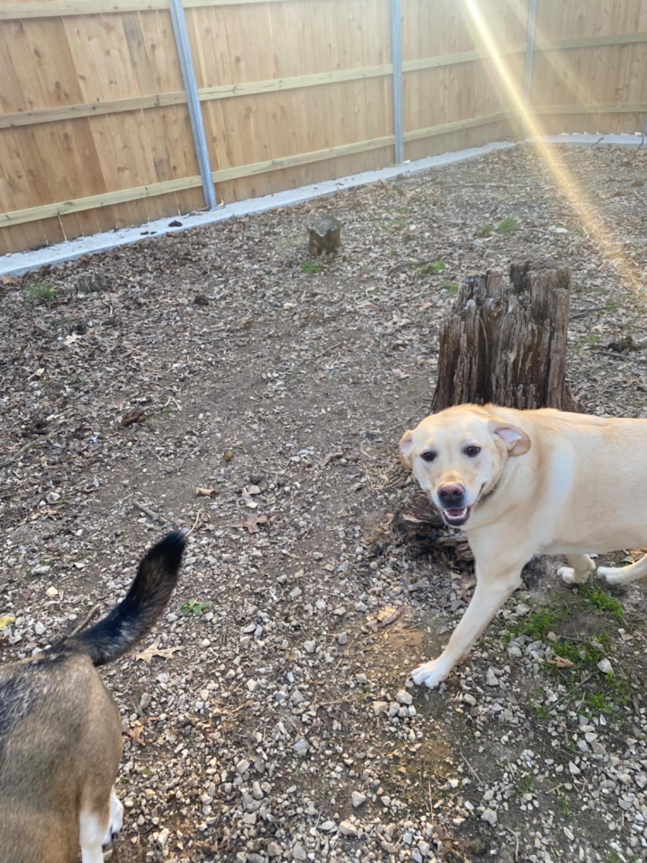 Shadowood Pet Resort | Paw Partner