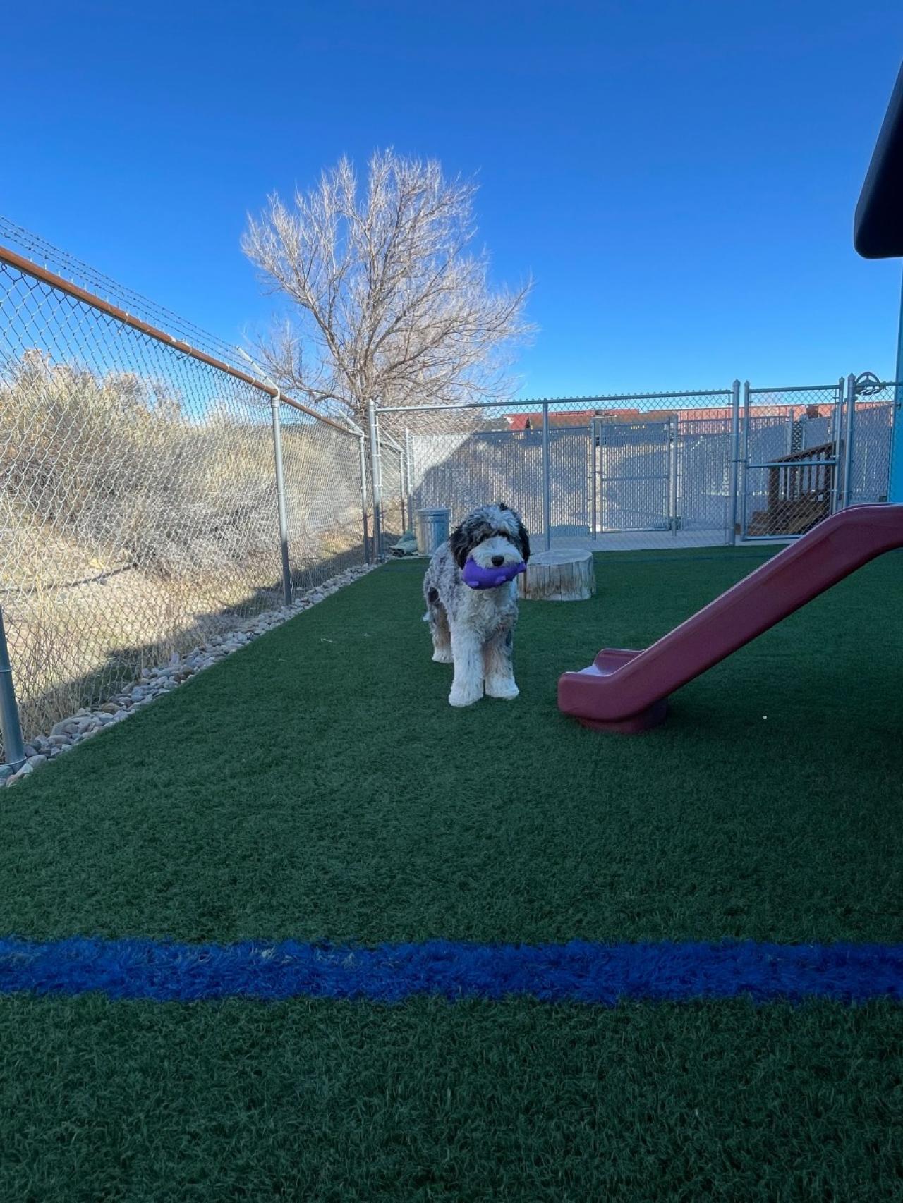 Urban Tails | Paw Partner