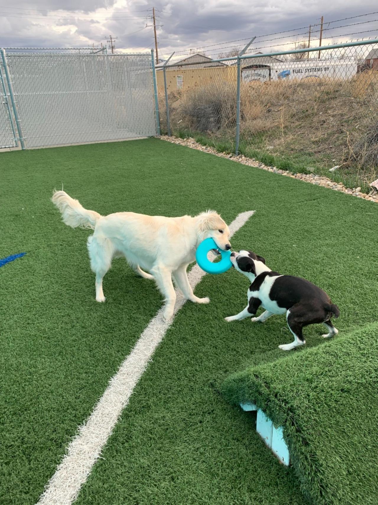 Urban Tails | Paw Partner