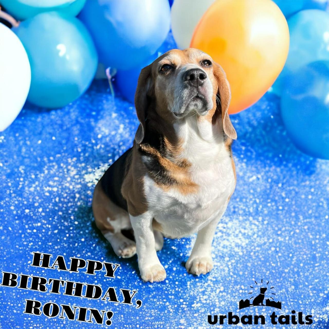 Urban Tails | Paw Partner