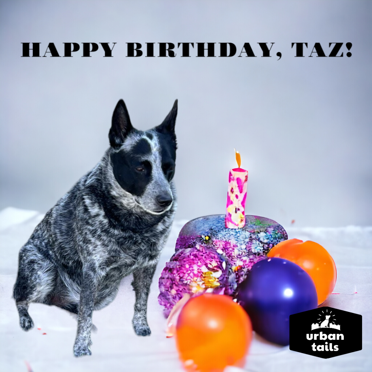 Urban Tails | Paw Partner