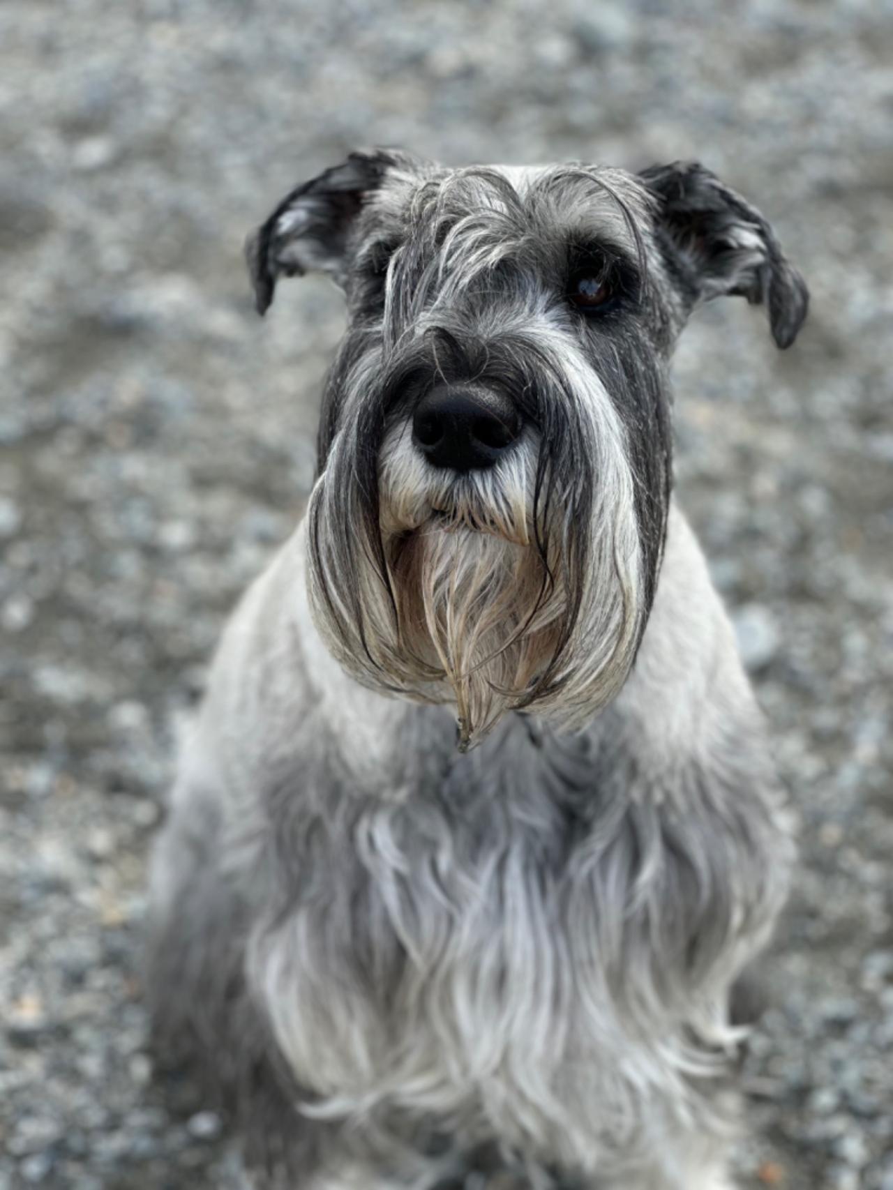 Apple Acres Pet Resort | Paw Partner