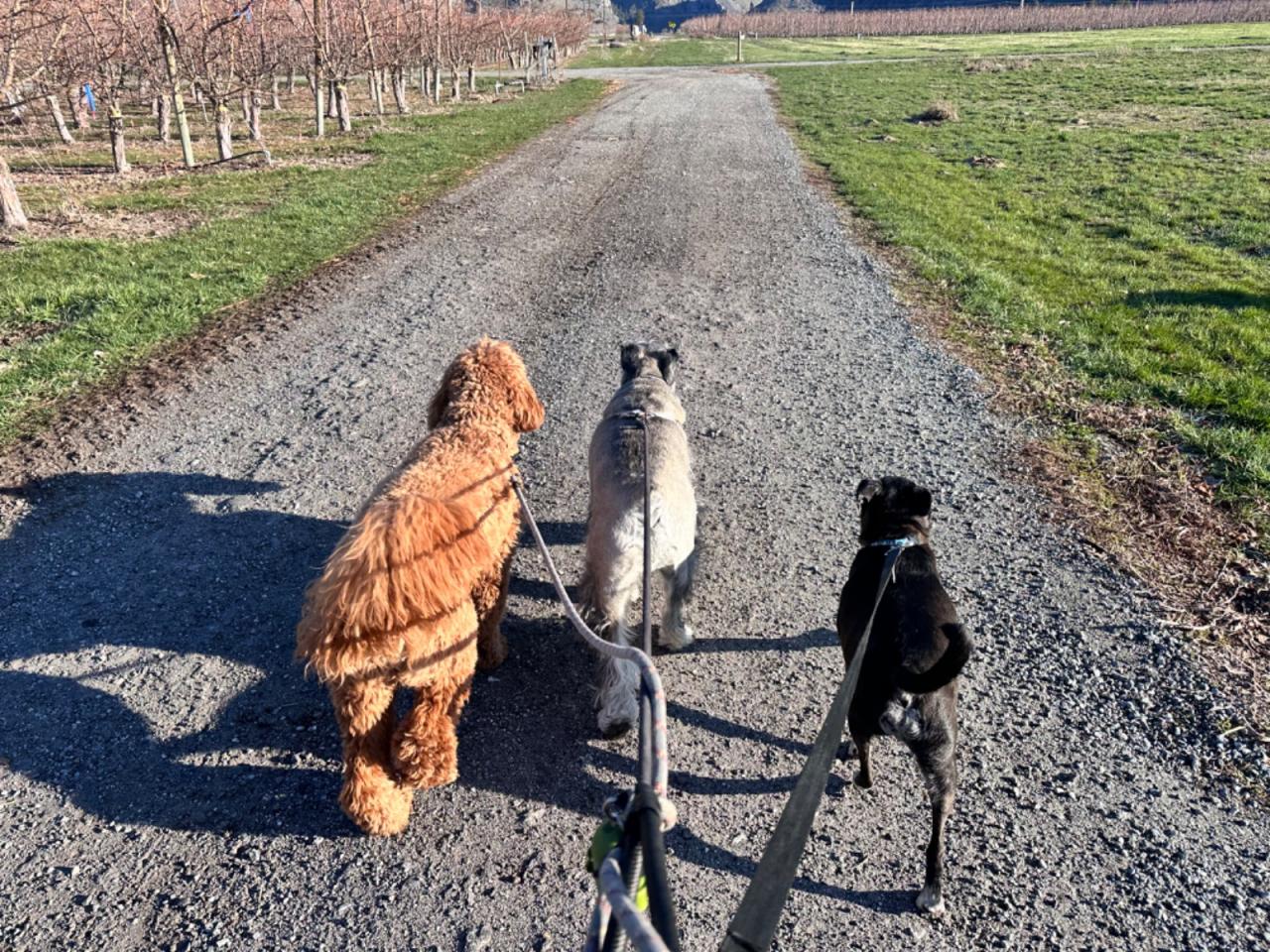 Apple Acres Pet Resort | Paw Partner