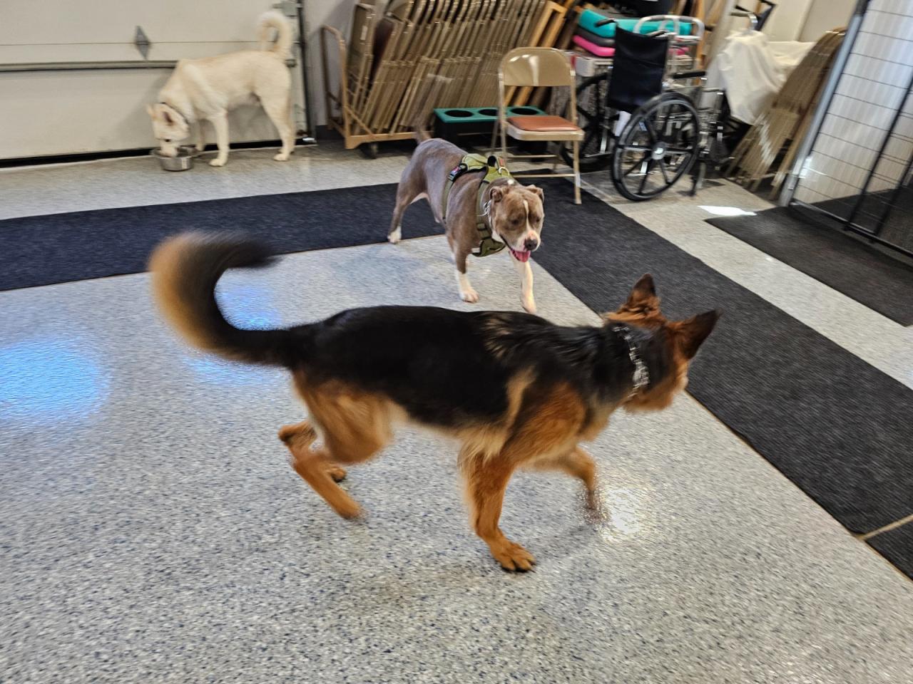 Paws & Beyond LLC | Paw Partner