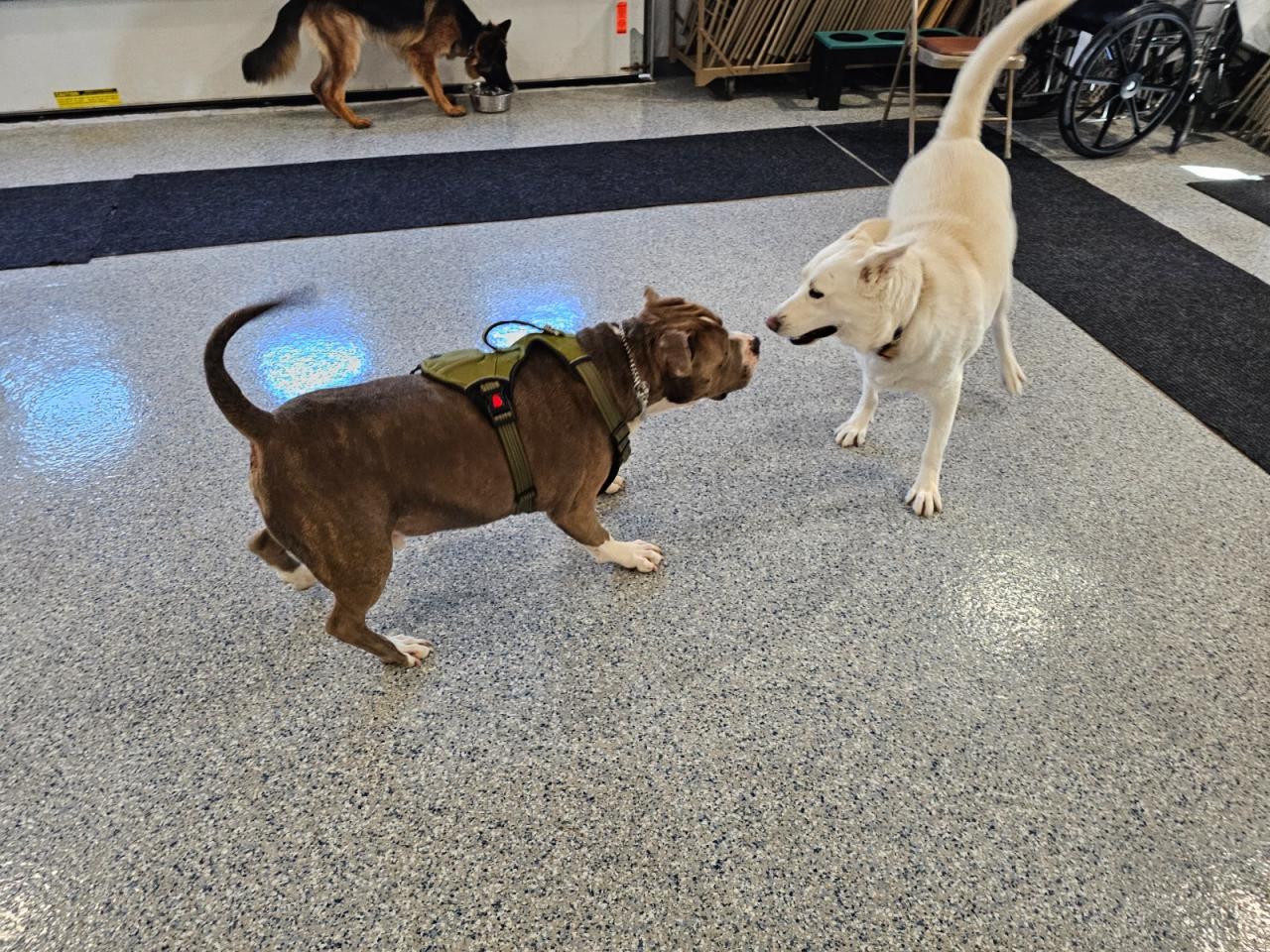 Paws & Beyond LLC | Paw Partner