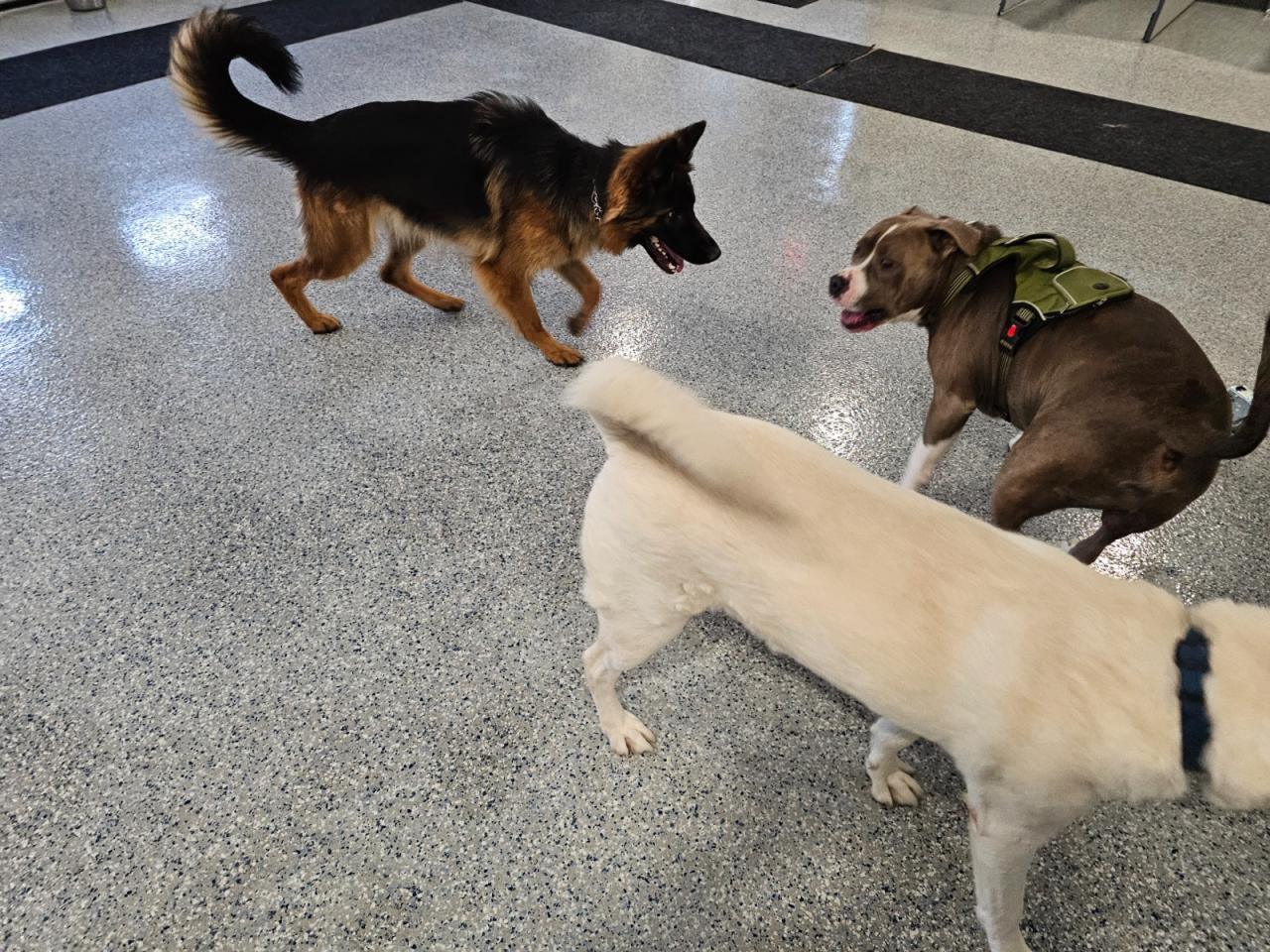 Paws & Beyond LLC | Paw Partner