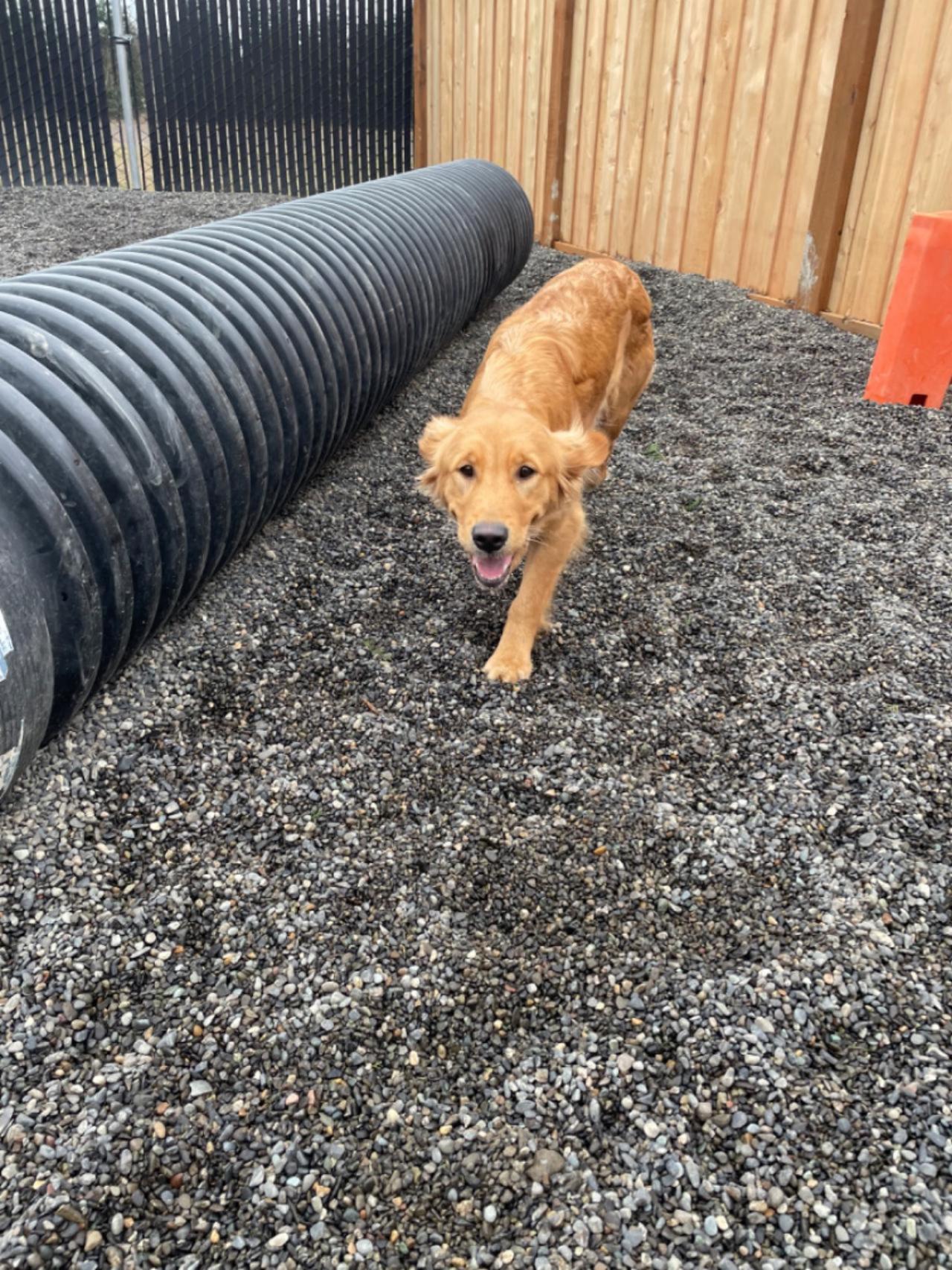 Demo Account | Paw Partner