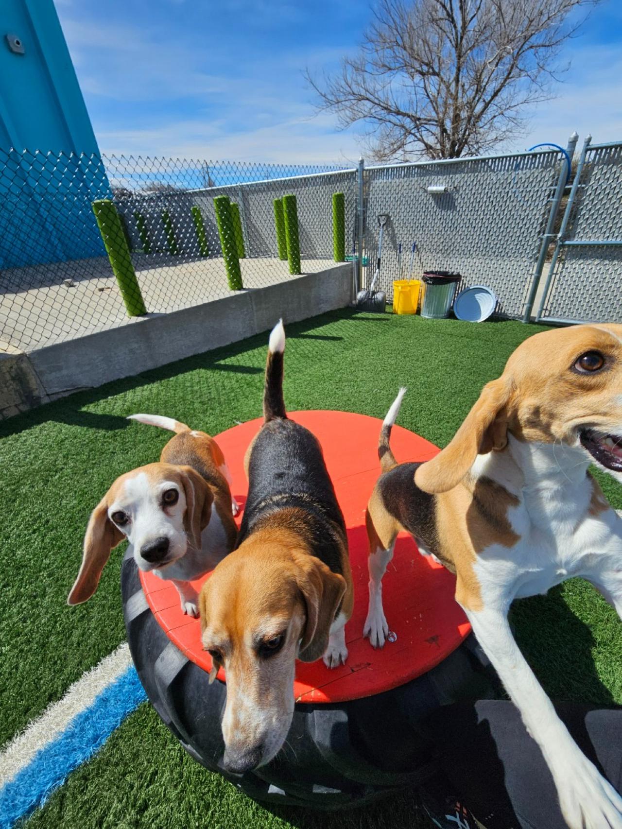 Urban Tails | Paw Partner