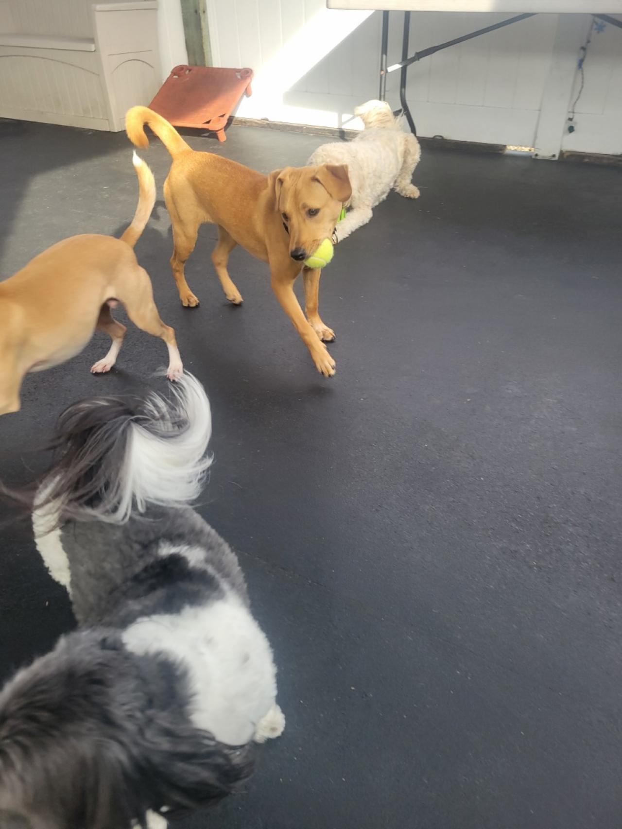 Camp Canine | Paw Partner