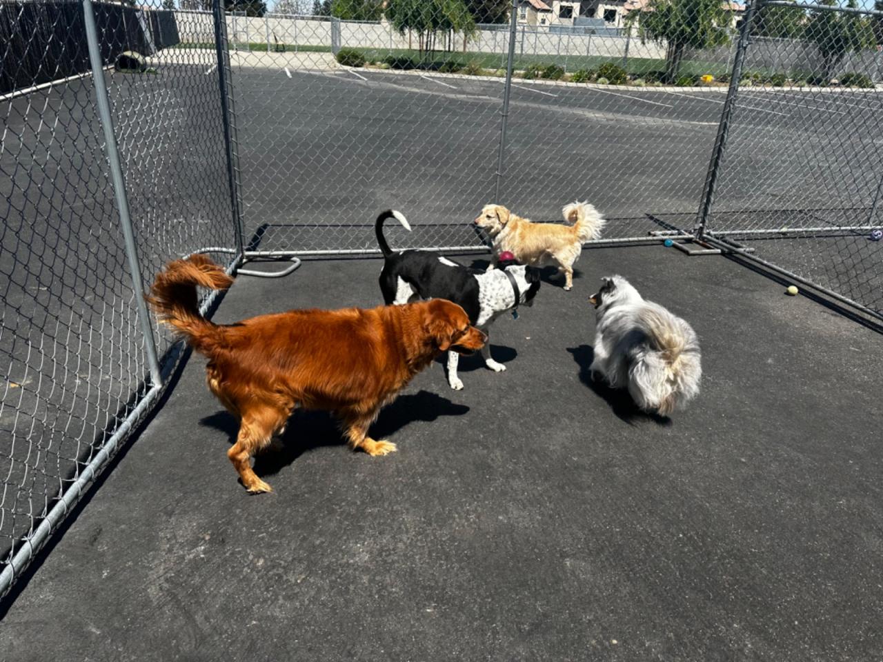 Paws And Claws Pet Resort | Paw Partner