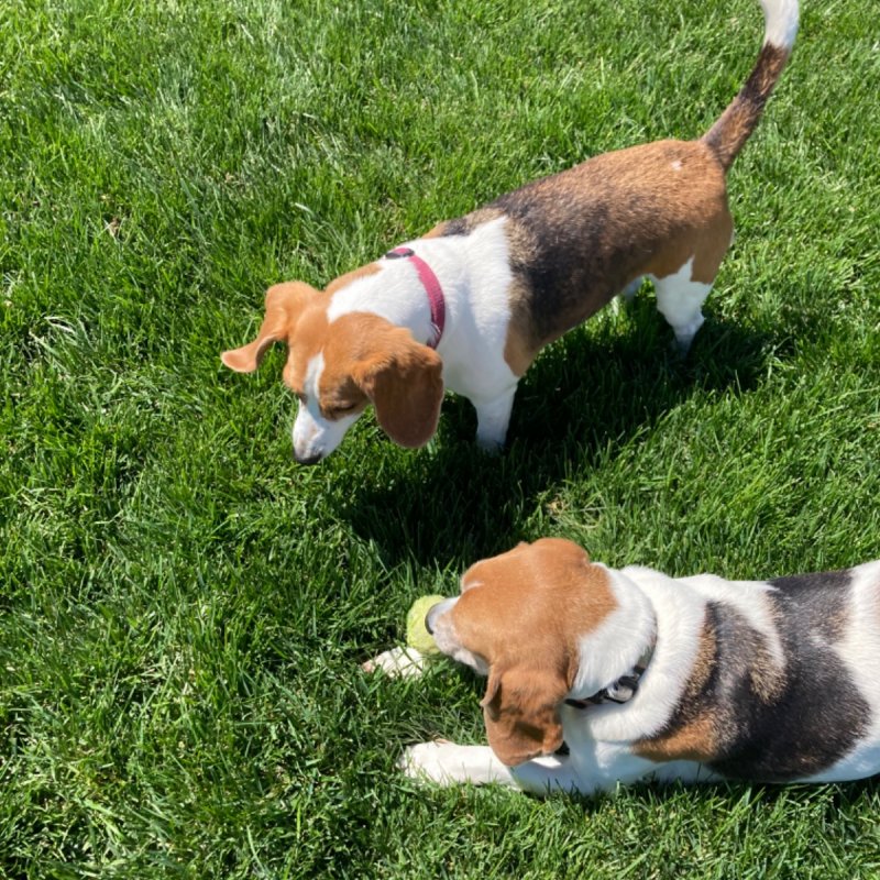 Paws And Claws Pet Resort | Paw Partner