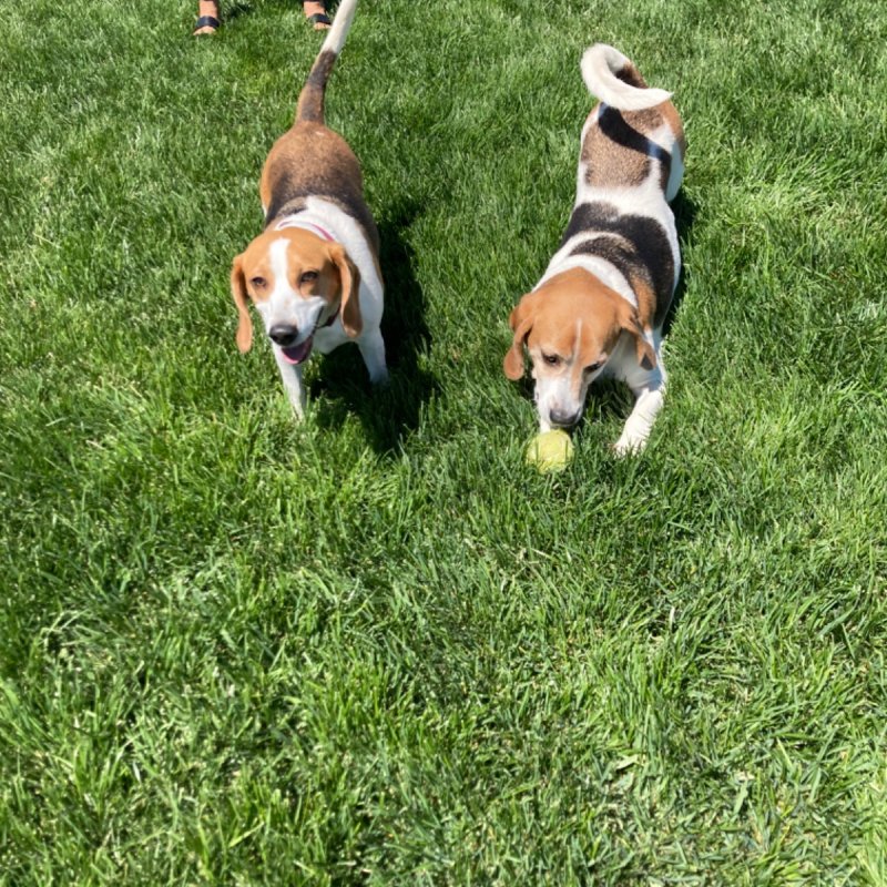 Paws And Claws Pet Resort | Paw Partner