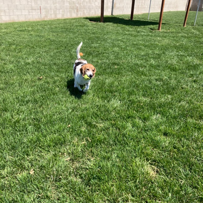 Paws And Claws Pet Resort | Paw Partner