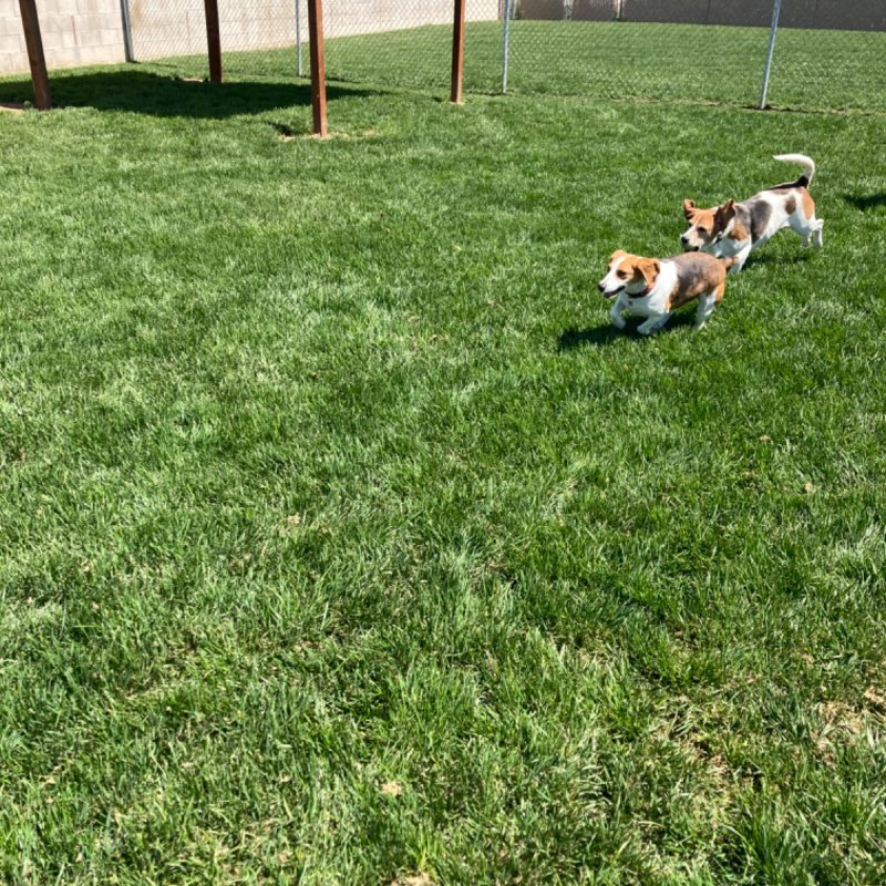 Paws And Claws Pet Resort | Paw Partner