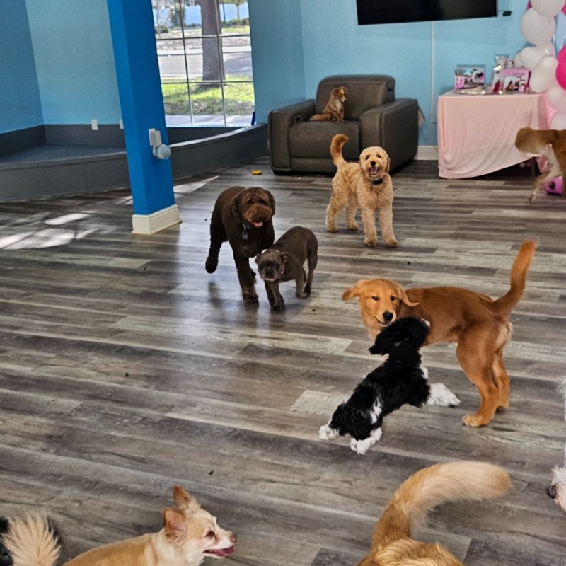 POSH By Lucky Puppies | Paw Partner