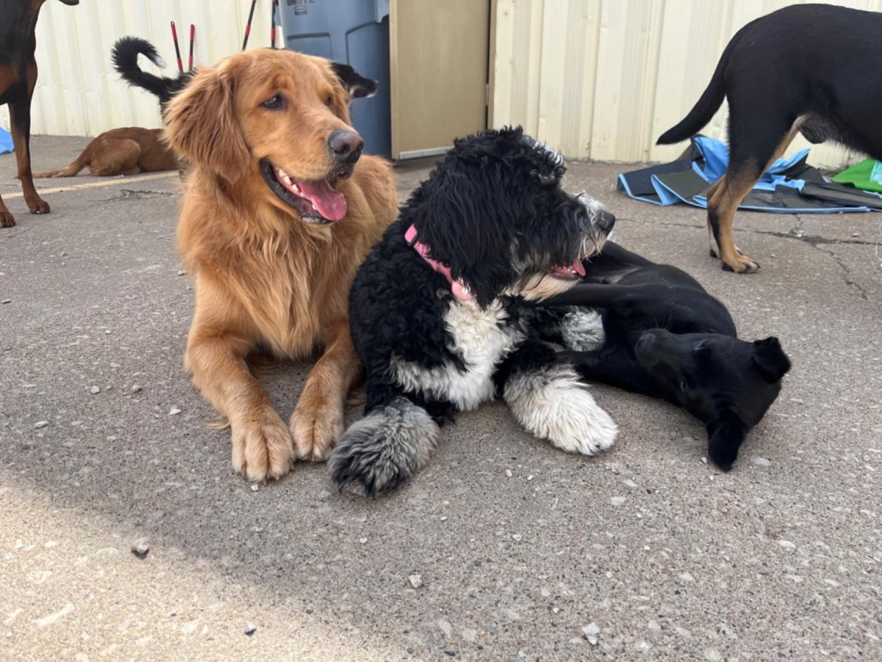 Almost Home - Speak Dog | Paw Partner