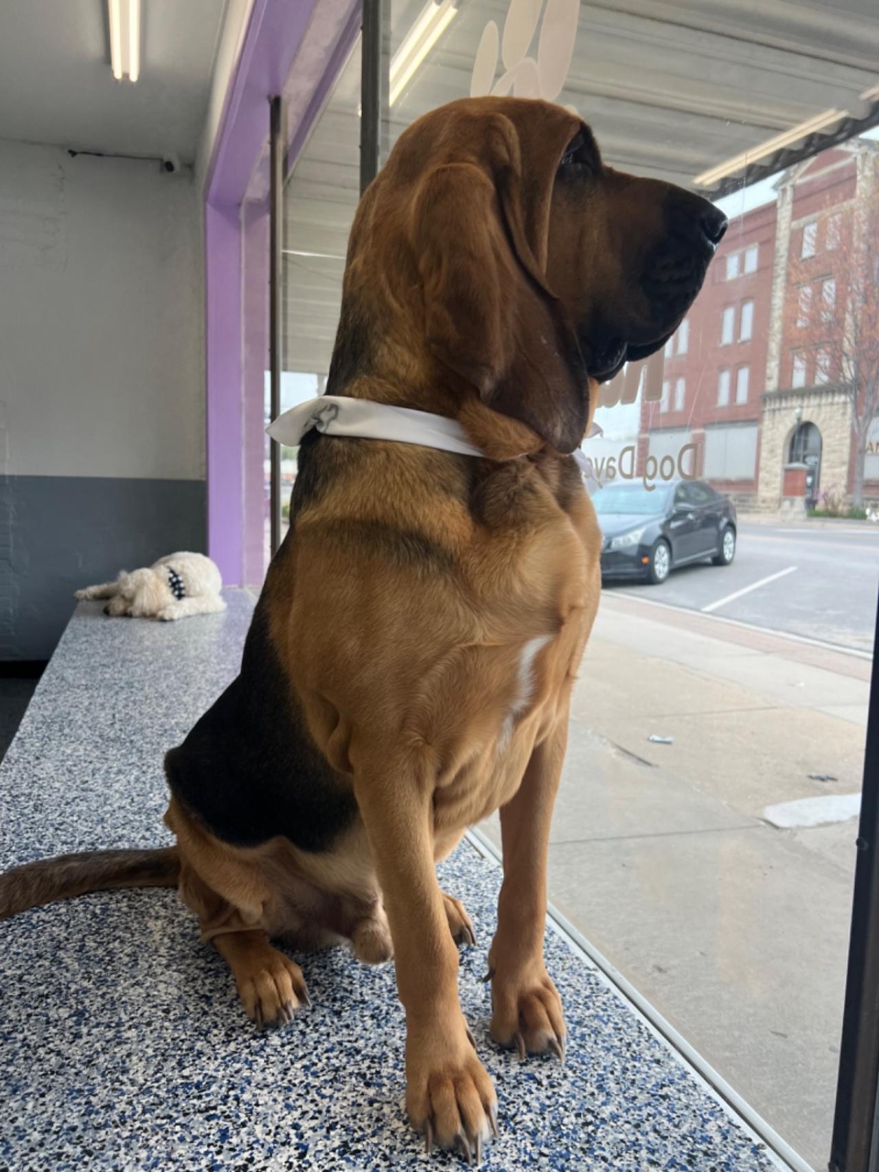 Timeline - Raise Your Paws | Paw Partner