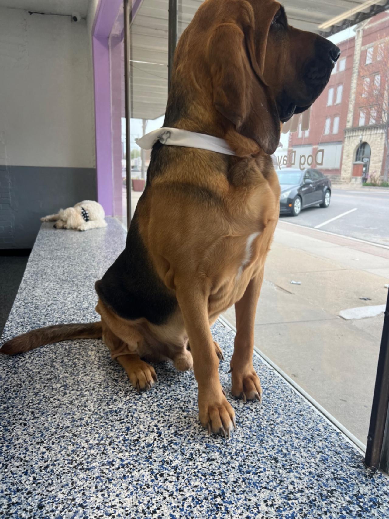 Timeline - Raise Your Paws | Paw Partner