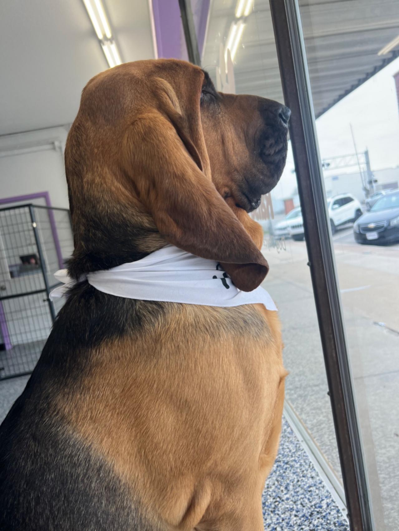 Timeline - Raise Your Paws | Paw Partner