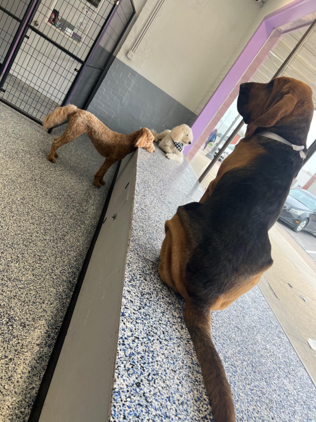 Timeline - Raise Your Paws | Paw Partner