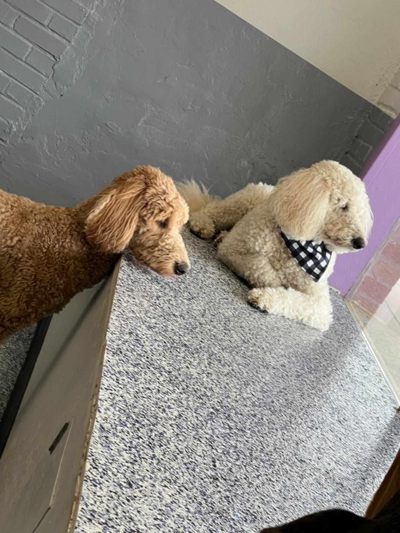 Timeline - Raise Your Paws | Paw Partner