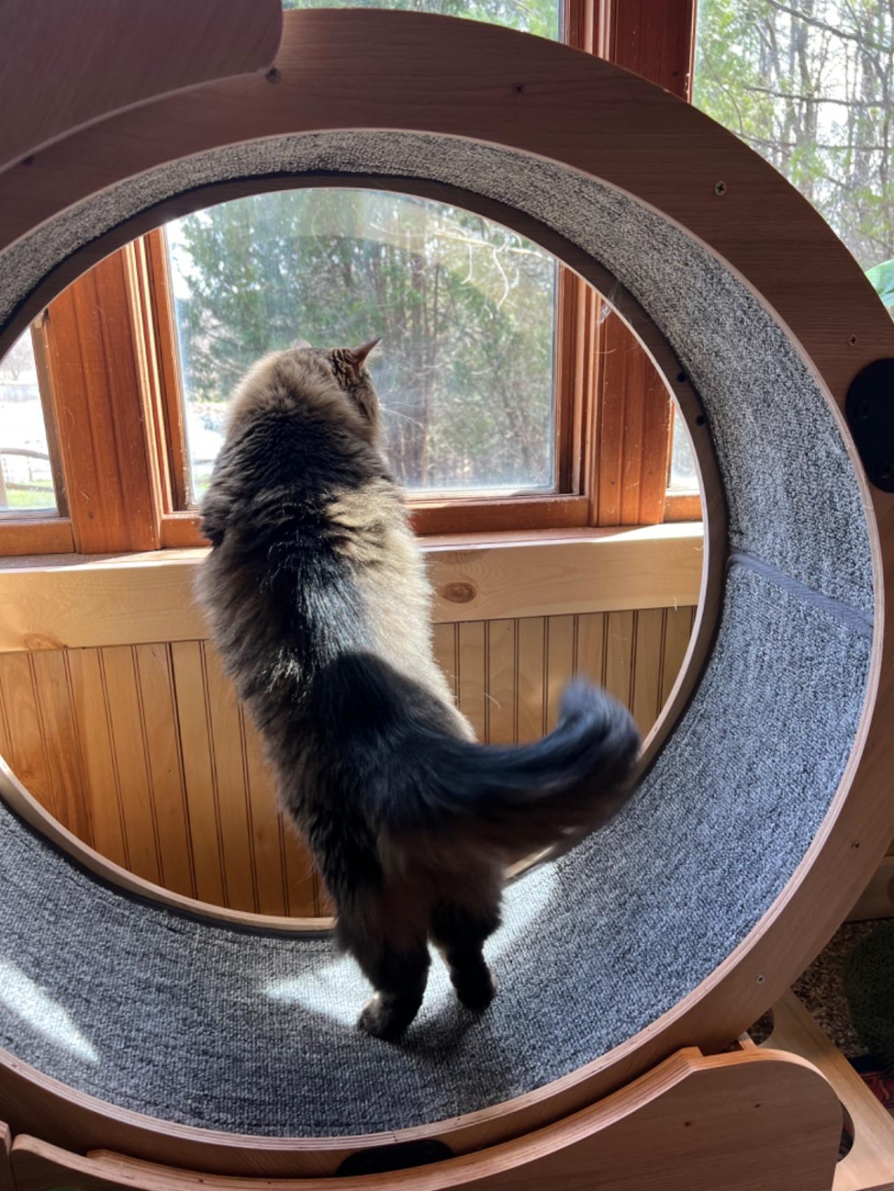 Tiny Tails Lodge | Paw Partner