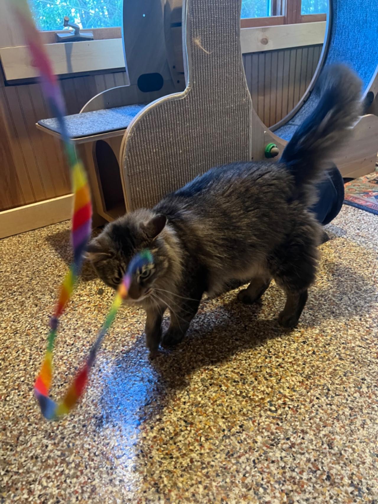 Tiny Tails Lodge | Paw Partner