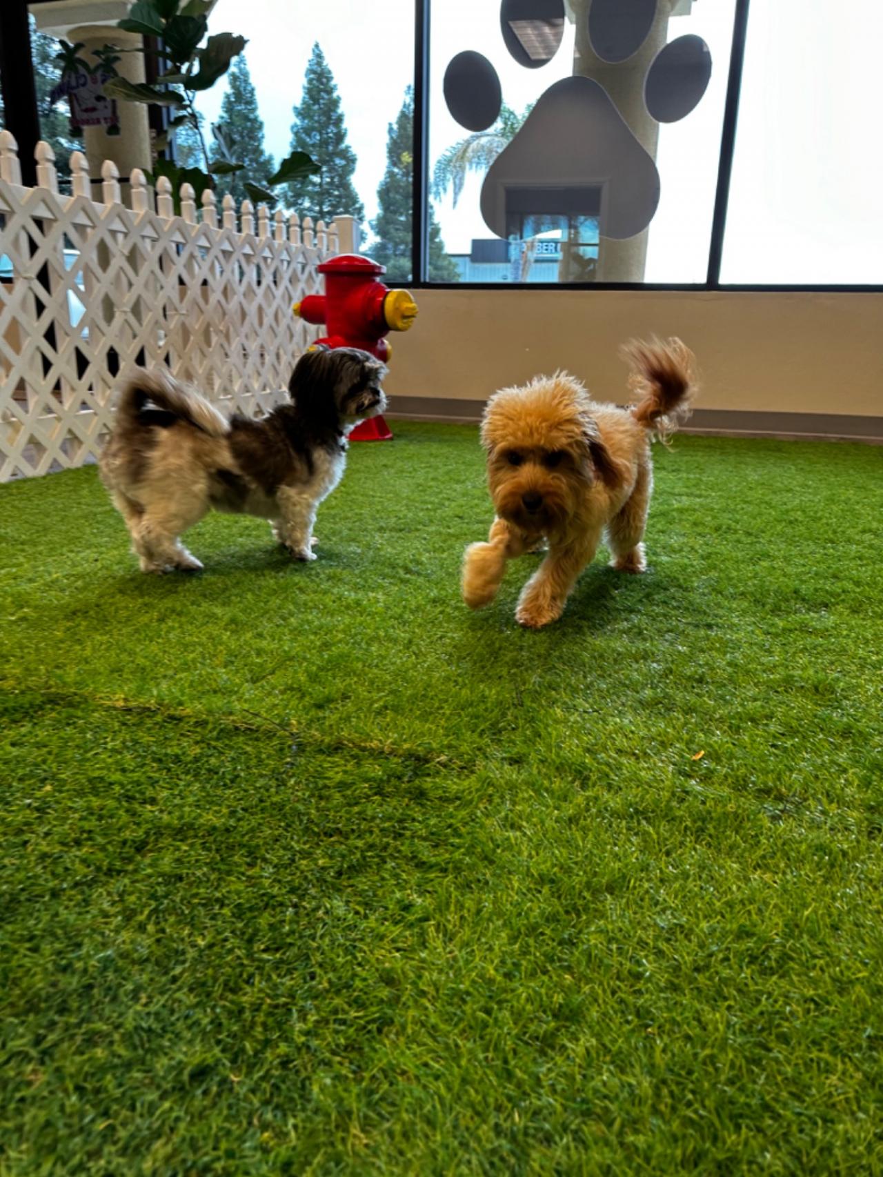 Paws And Claws Pet Resort | Paw Partner