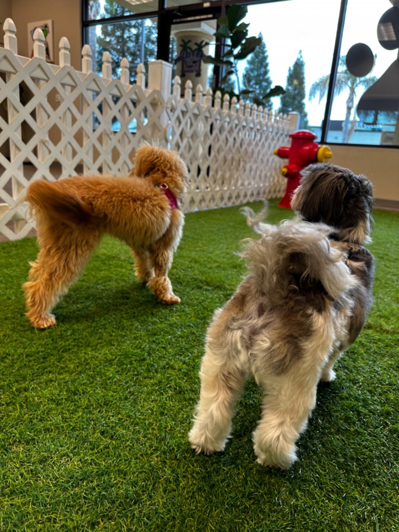 Paws And Claws Pet Resort | Paw Partner