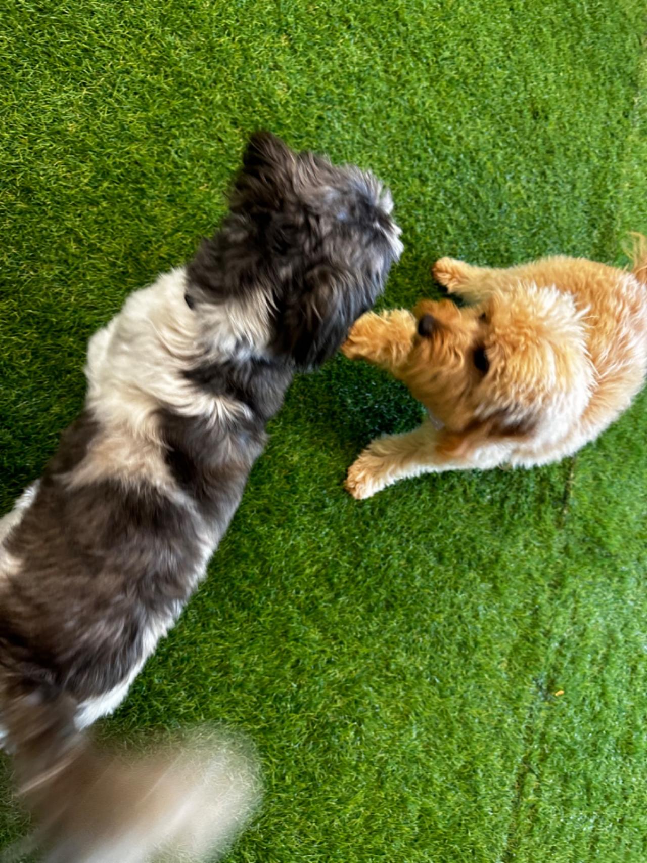 Paws And Claws Pet Resort | Paw Partner