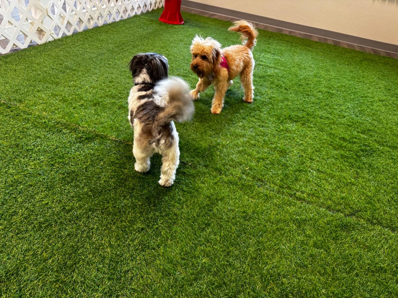 Paws And Claws Pet Resort | Paw Partner