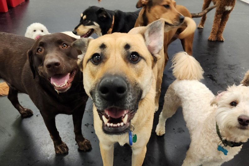 The Spotted Dog | Paw Partner