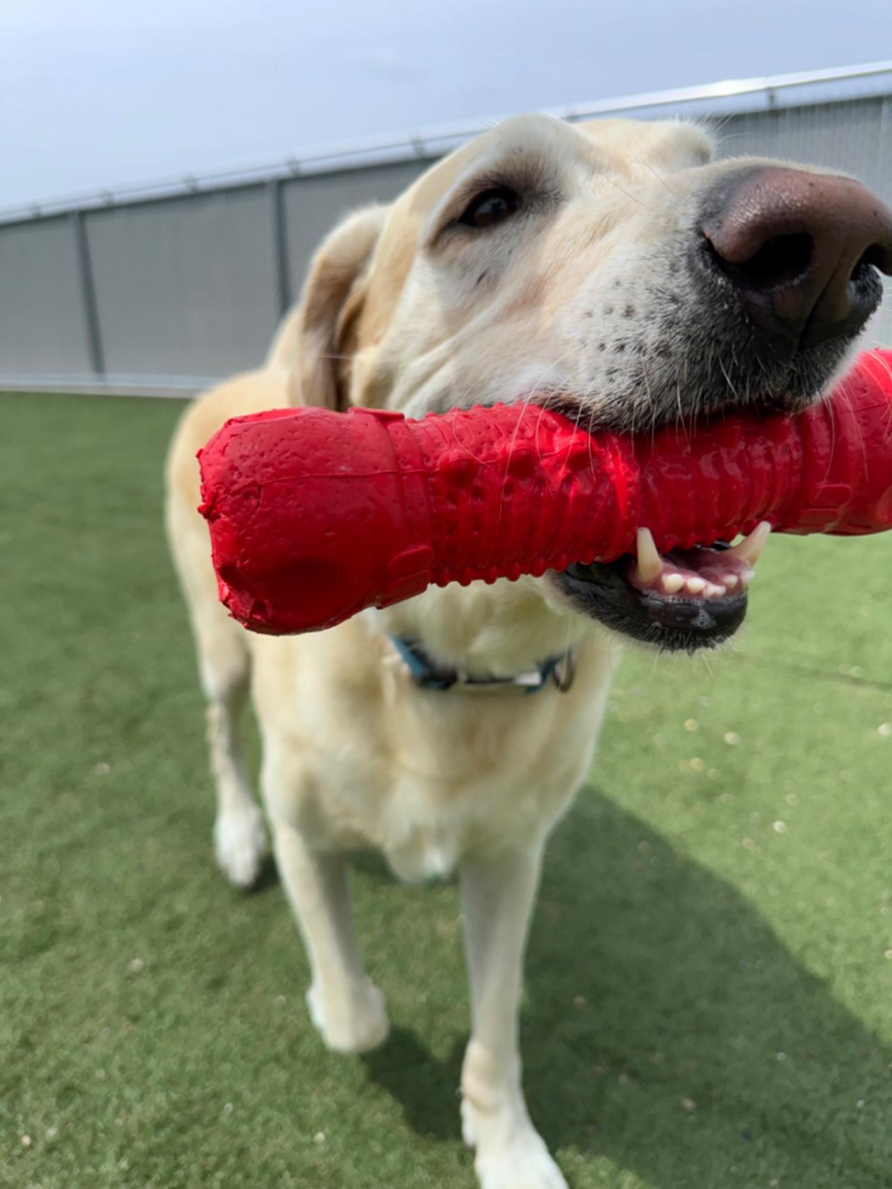 Rowdy Ruff House | Paw Partner