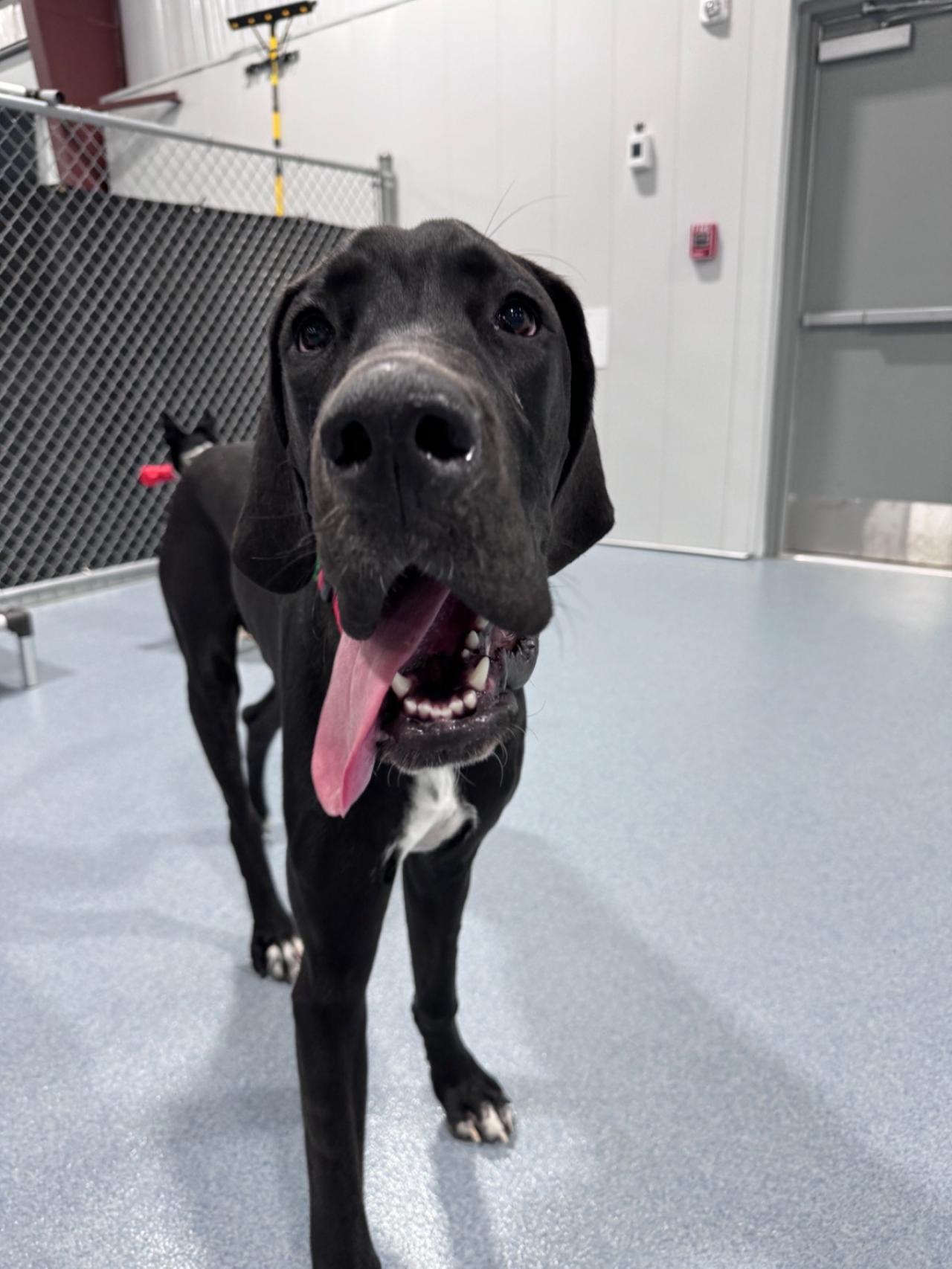 Rowdy Ruff House | Paw Partner