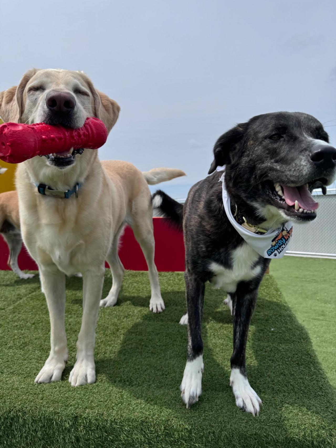 Rowdy Ruff House | Paw Partner