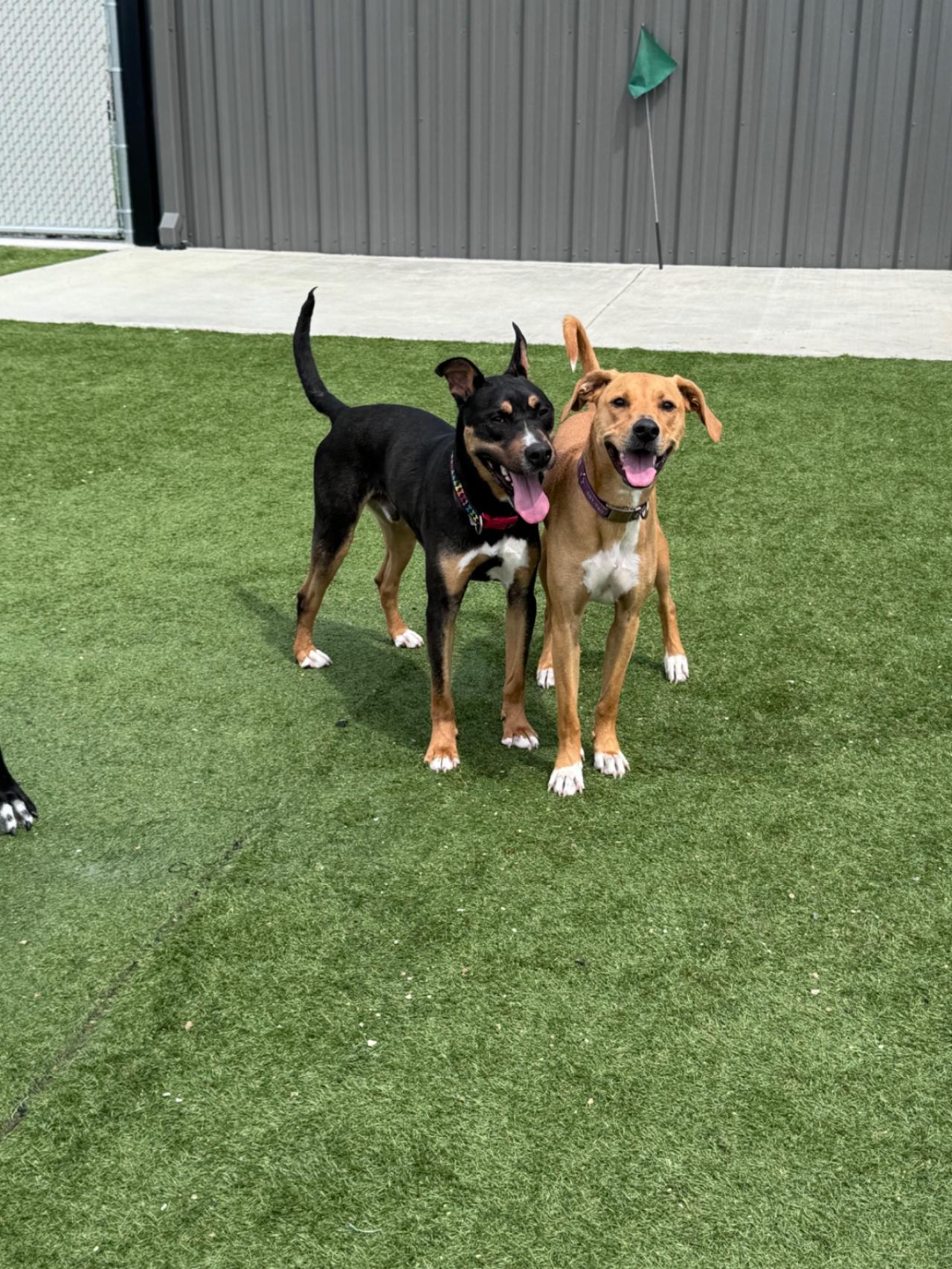 Rowdy Ruff House | Paw Partner