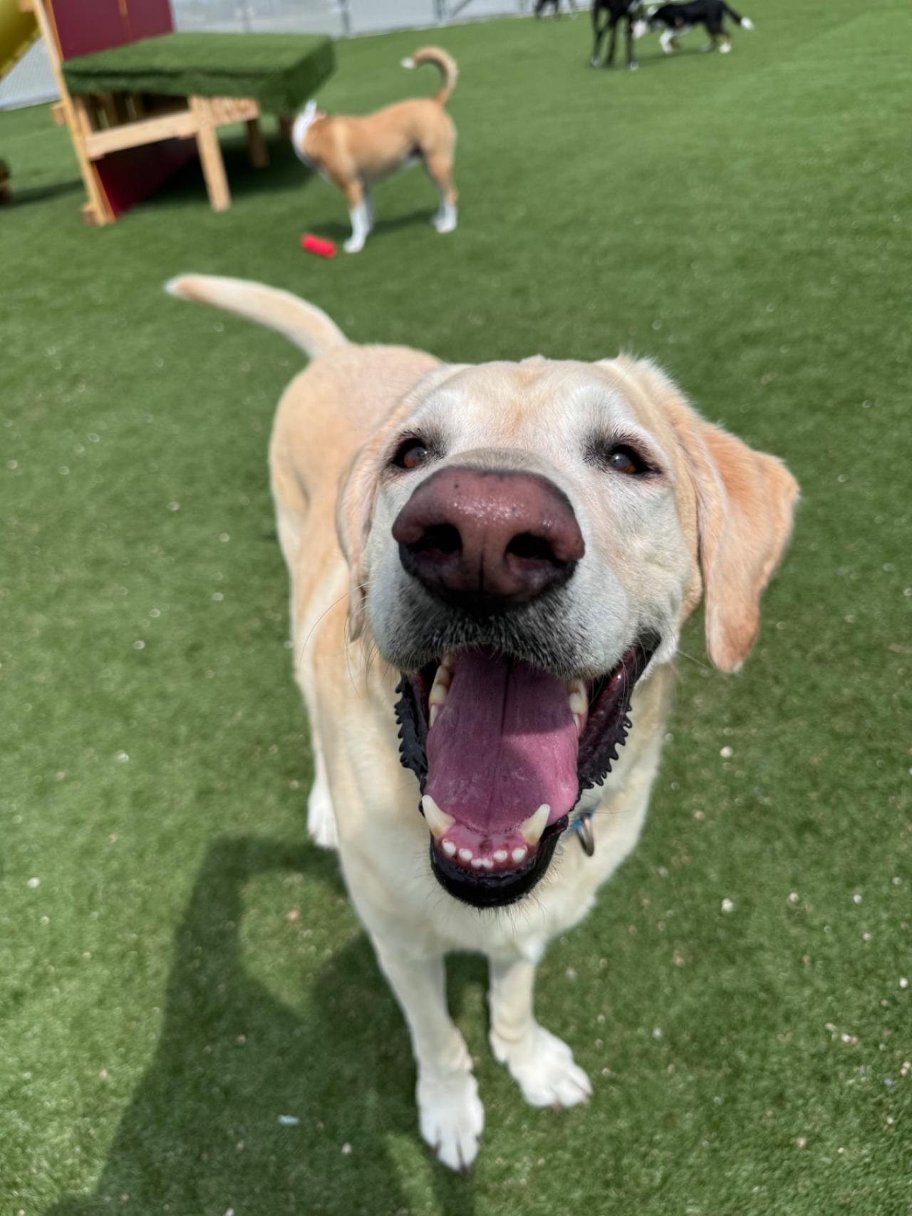 Rowdy Ruff House | Paw Partner