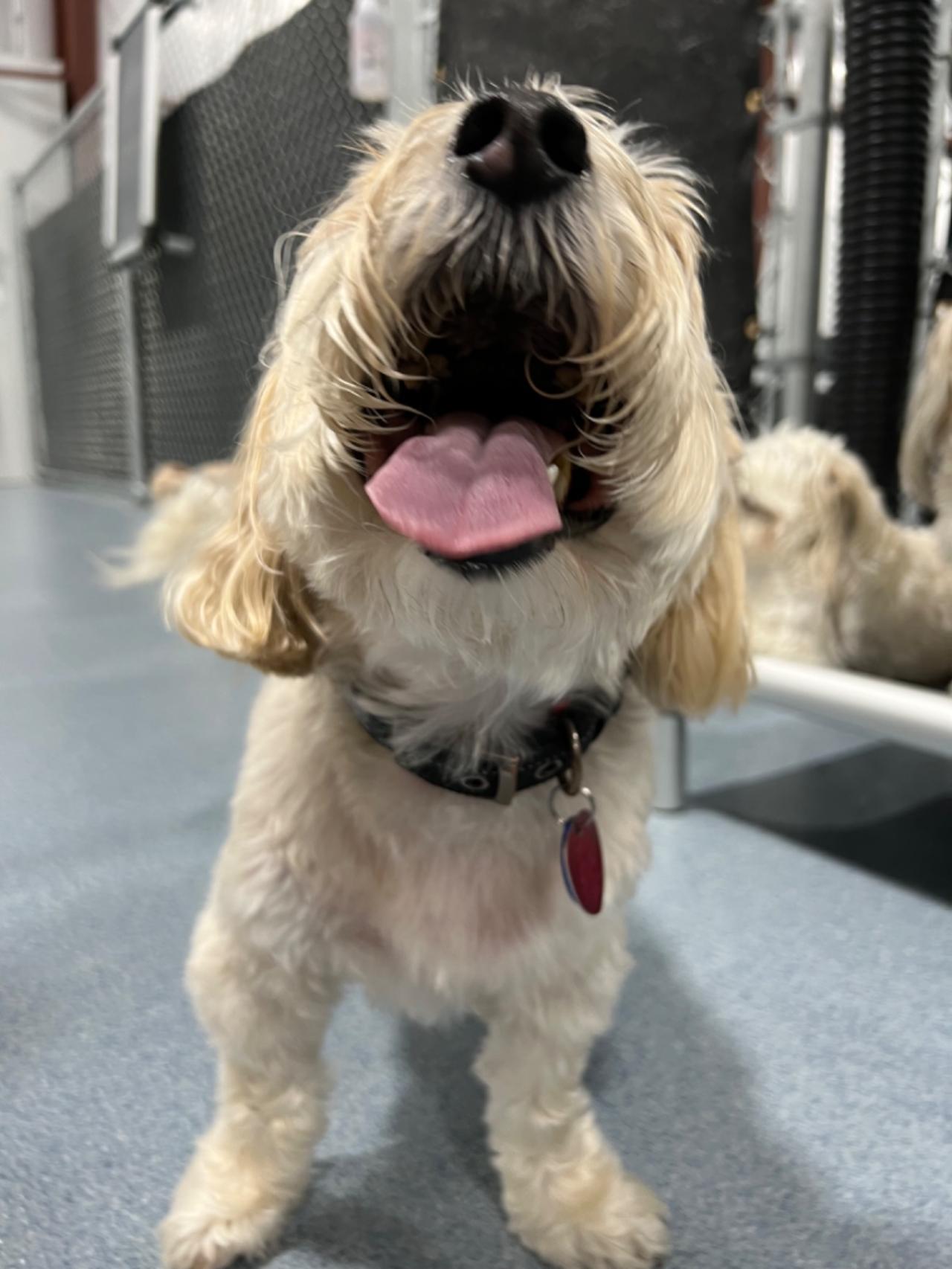 Rowdy Ruff House | Paw Partner