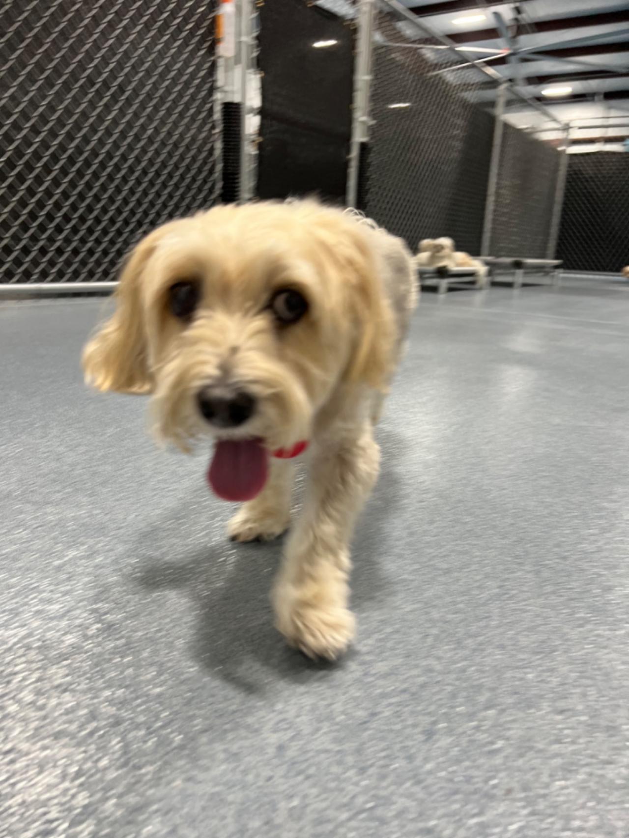 Rowdy Ruff House | Paw Partner