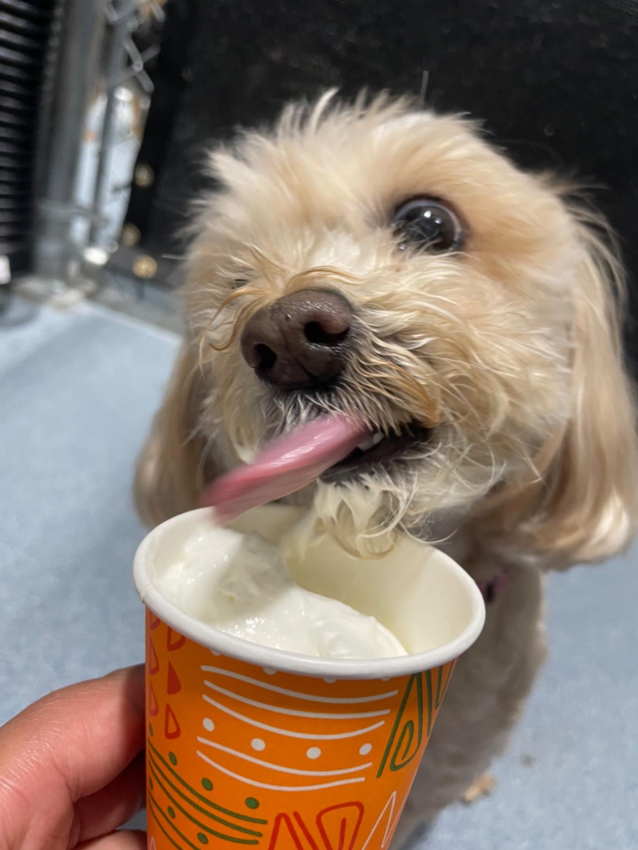 Rowdy Ruff House | Paw Partner