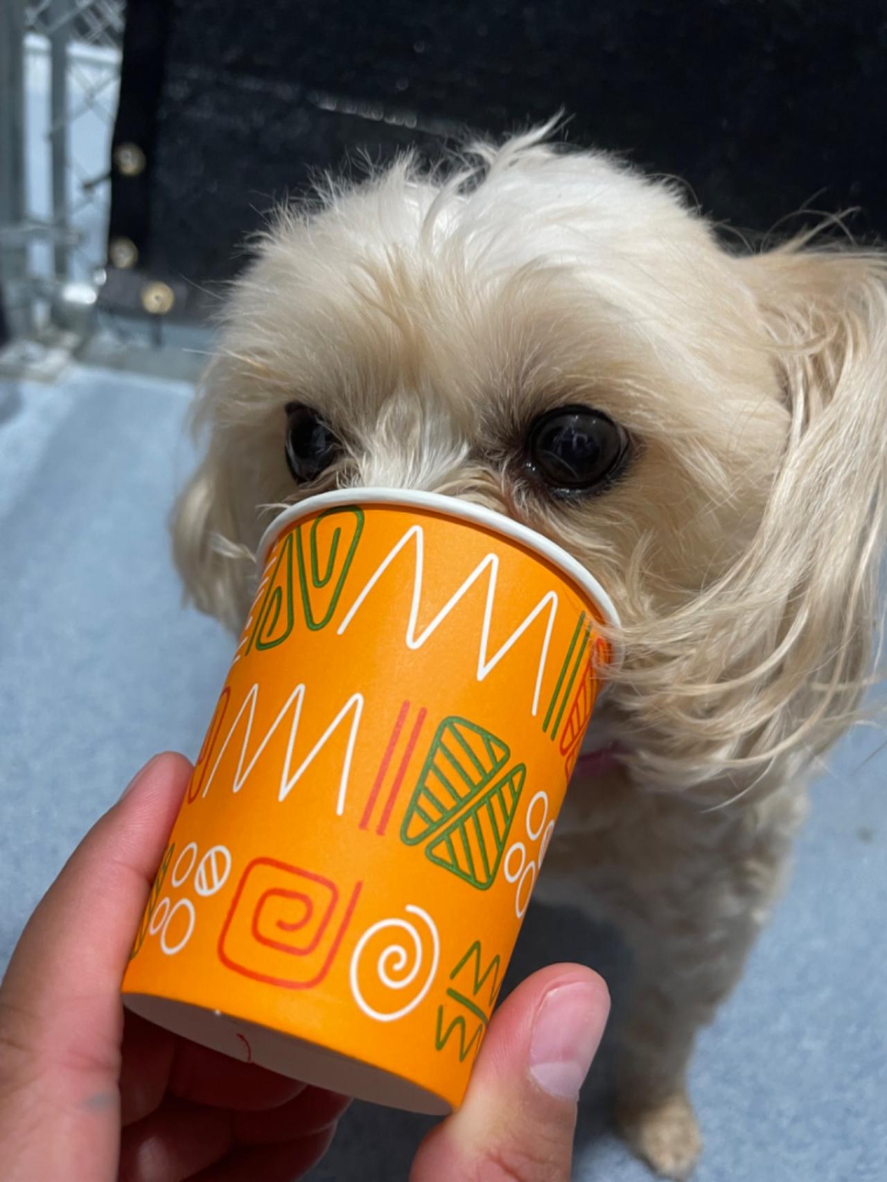 Rowdy Ruff House | Paw Partner