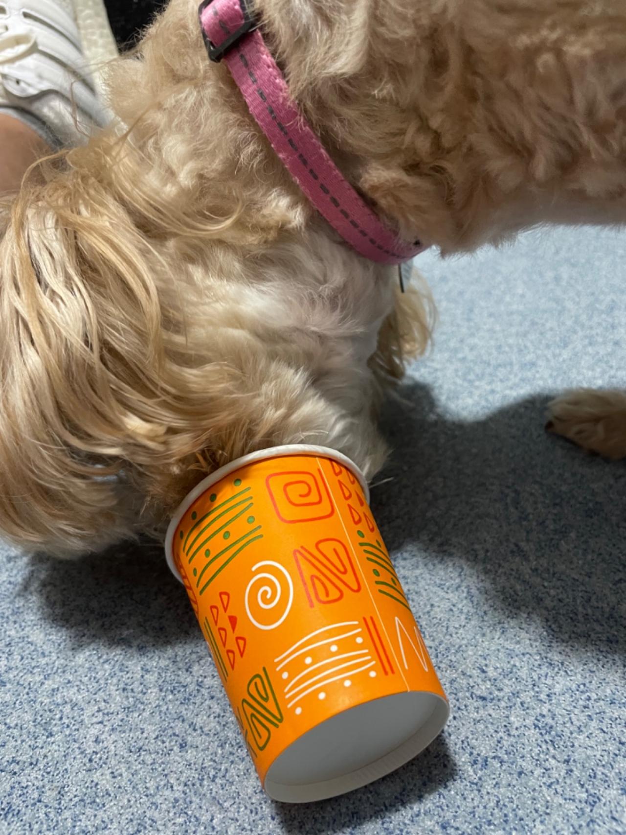 Rowdy Ruff House | Paw Partner