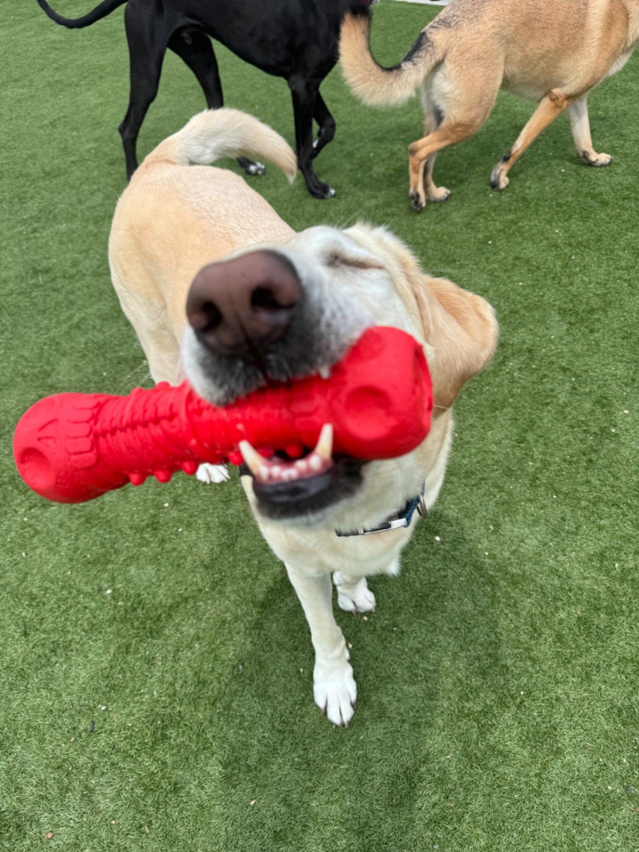 Rowdy Ruff House | Paw Partner