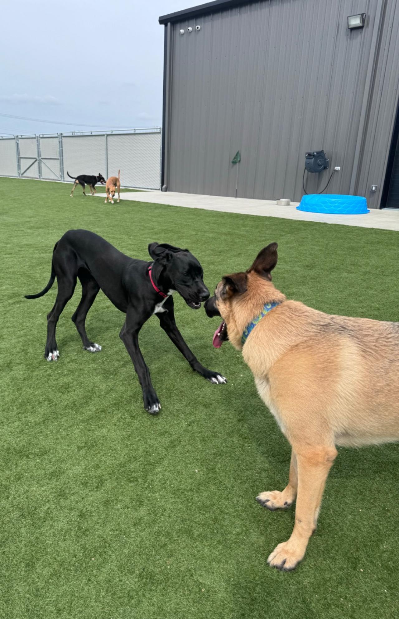 Rowdy Ruff House | Paw Partner