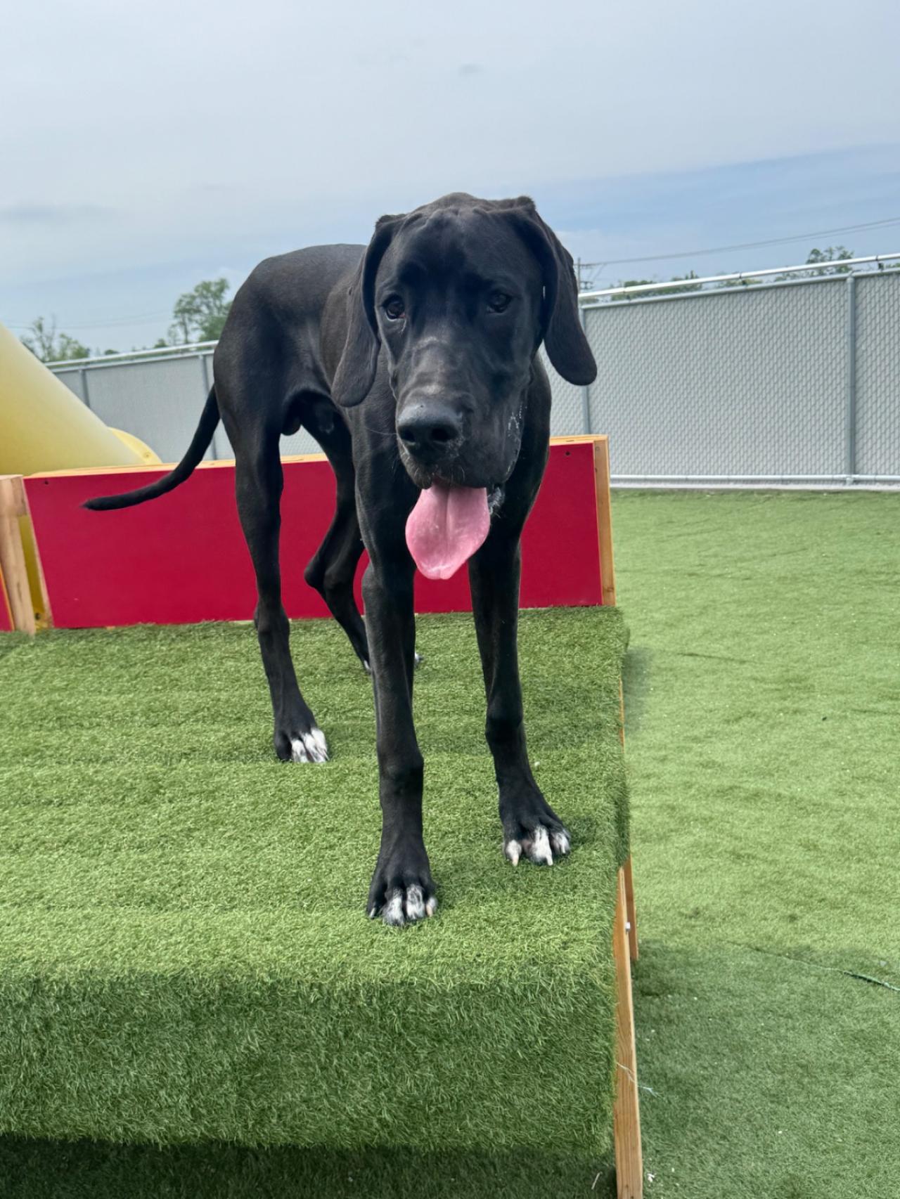 Rowdy Ruff House | Paw Partner