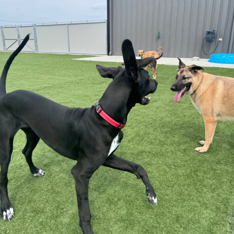 Rowdy Ruff House | Paw Partner