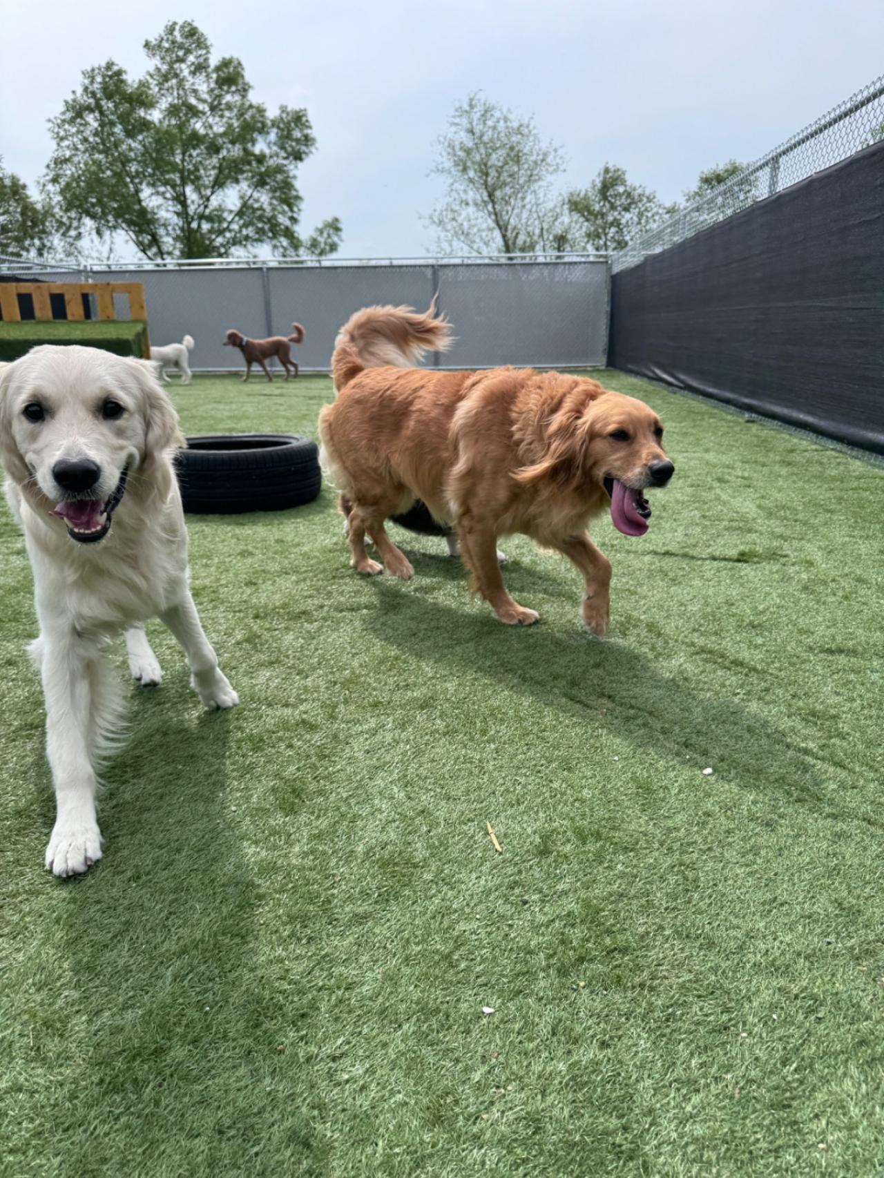 Rowdy Ruff House | Paw Partner